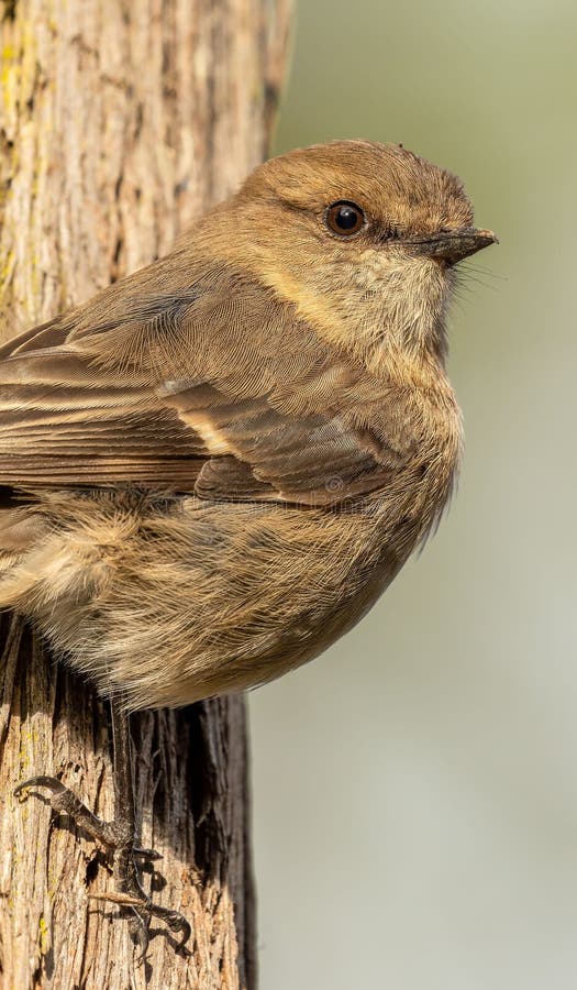 Closeup Portrait of a Dusky Robin on a Wood Stock Photo - Image of wood ...