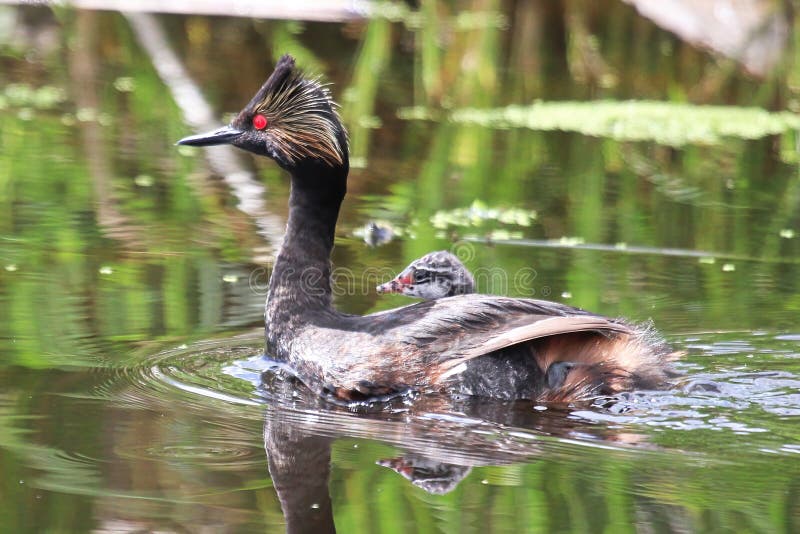 Closeup Portrait of an Eared Grebe with a Chick Stock Photo - Image of ...