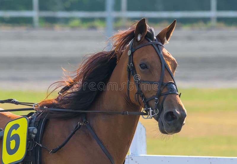 Closeup Portrait of the Face of a Young Racing Horse Stock Photo ...