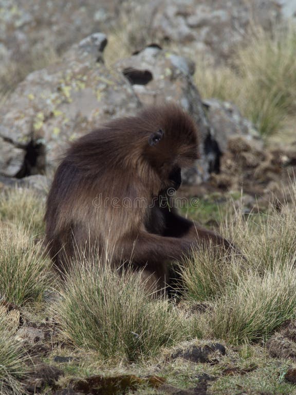 Closeup Portrait of Gelada Monkey Theropithecus Gelada Looking Down ...