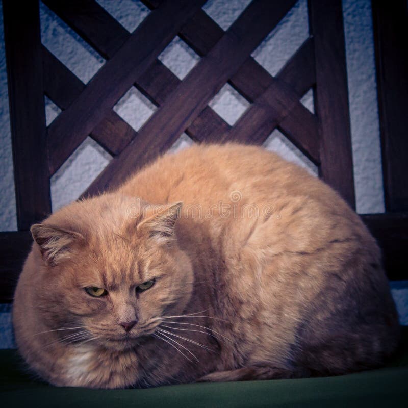 Closeup Portrait of a Ginger Cat Lying and Staring at the Camera Stock ...