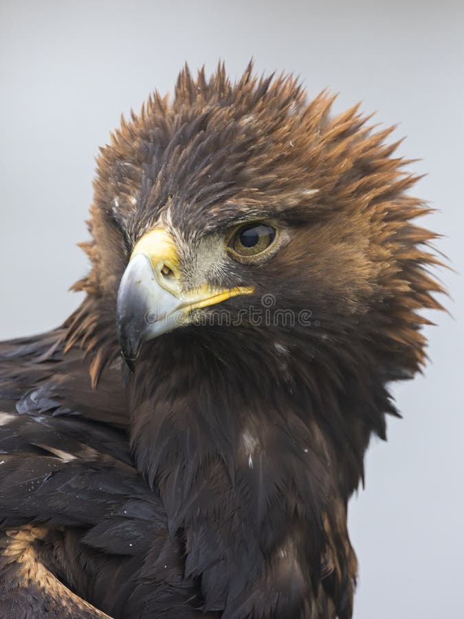 Closeup Portrait of a Golden Eagle Stock Photo - Image of feathered ...