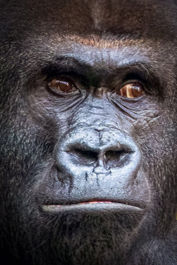 Closeup Portrait of a Gorilla Face Stock Image - Image of portrait ...