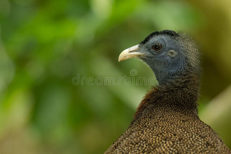 Closeup Portrait of a Great Argus on Blurry Background Stock Photo ...