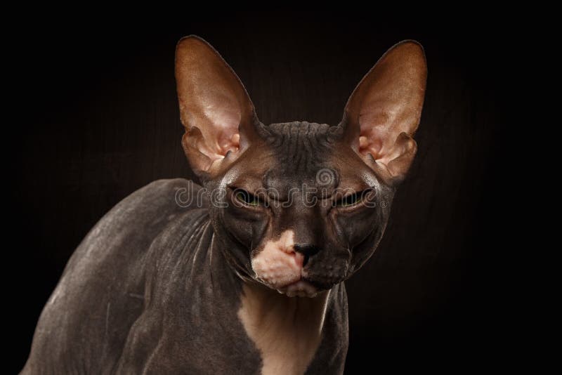 Closeup Portrait of Grumpy Sphynx Cat Front View on Black Stock Image ...