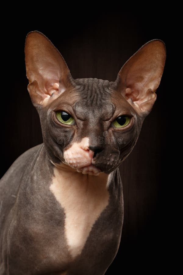 Closeup Portrait of Grumpy Sphynx Cat Front View on Black Stock Photo ...