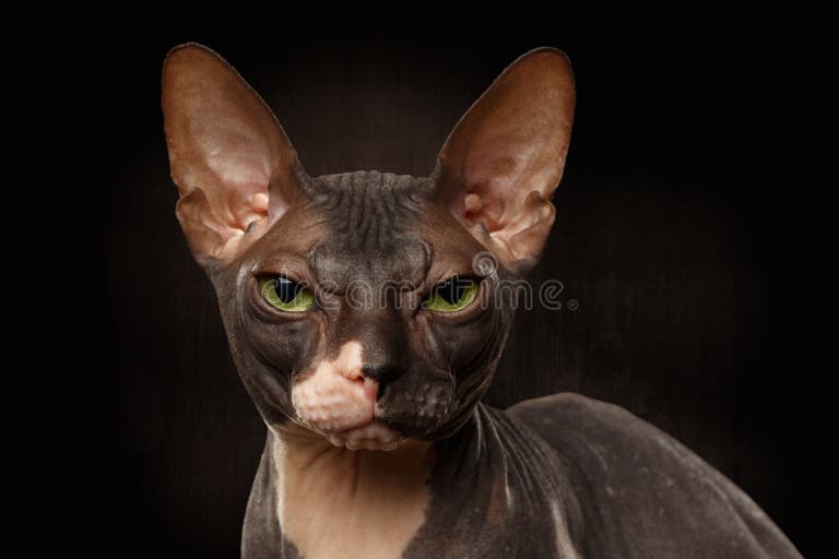 Closeup Portrait of Grumpy Sphynx Cat Front View on Black Stock Image ...
