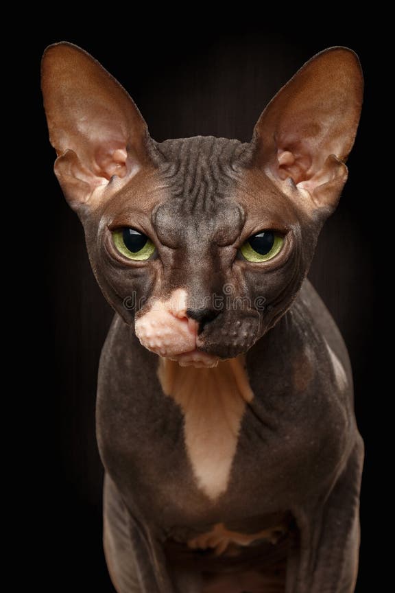 Closeup Portrait of Grumpy Sphynx Cat Front View on Black Stock Photo ...