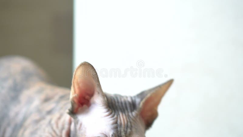 Closeup Portrait of a Grumpy Sphynx Cat Front View - Isolated on Grey ...
