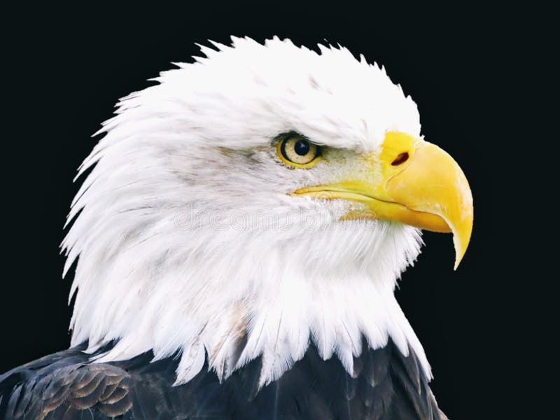 Closeup Portrait Of The Head Of An American Bald Eagle In Profile ... Closeup Portrait Of The Head Of An American Bald Eagle In Profile ...
