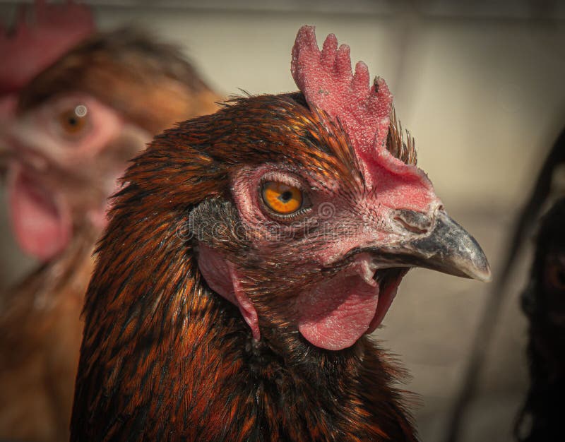 Closeup portrait of a hen. stock photo. Image of farm - 259857060