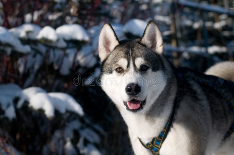 Closeup Portrait of Husky Outdoor Stock Photo - Image of grey, wild ...