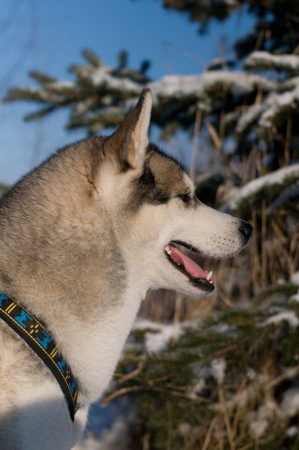 Closeup Portrait of Husky Outdoor Stock Image - Image of grey, siberian ...