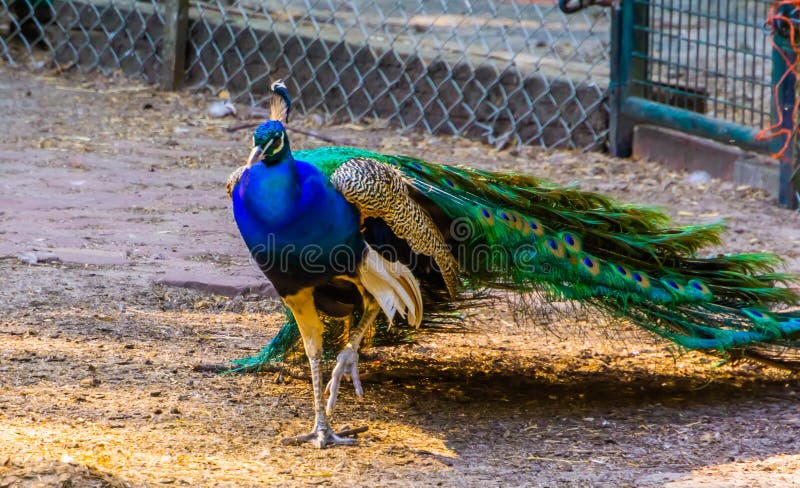 Closeup Portrait of a Indian Peafowl with Folded Wings Walking Forward ...