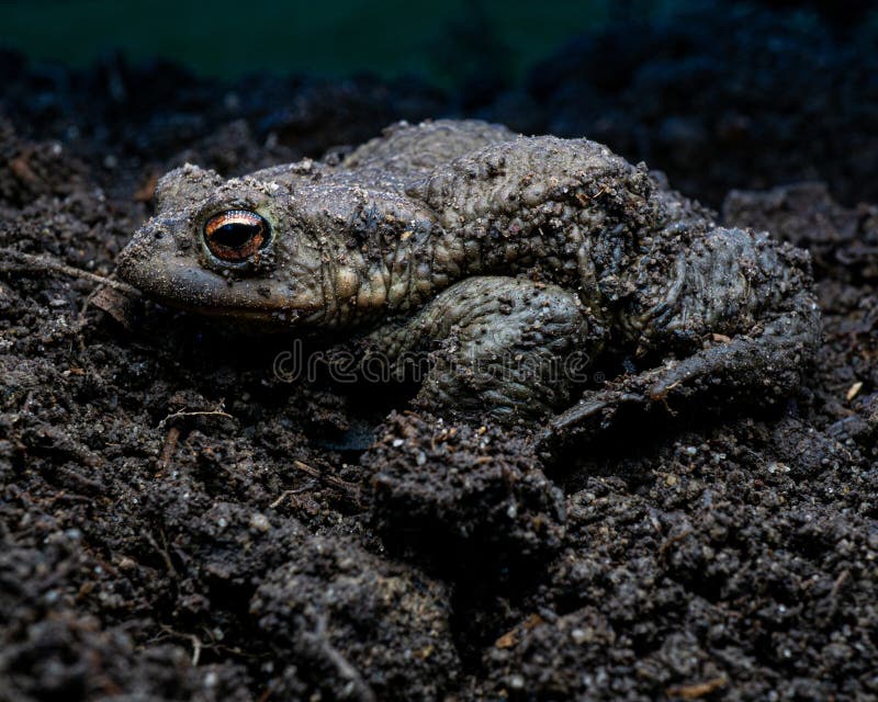 Closeup Portrait of a Large Toad with a Vibrant Orange Eye Covered with ...