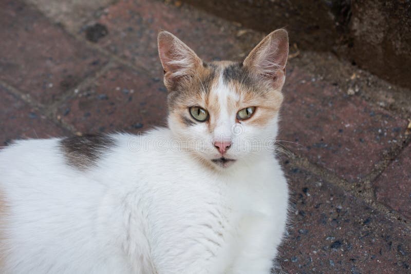 Closeup Portrait of a Lovely Domestic Cat Looking at the Camera Stock ...