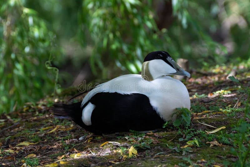 Closeup Portrait of a Male Elder Duck Sat Under a Tree in the Shade ...