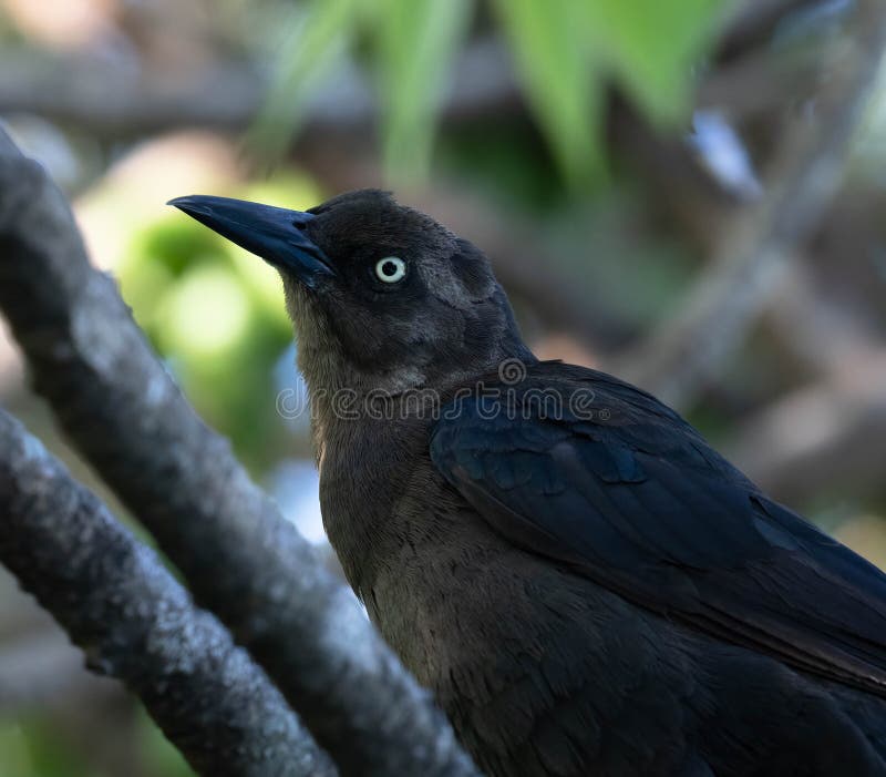 Closeup Portrait of Great-tailed Grackle Stock Photo - Image of ...