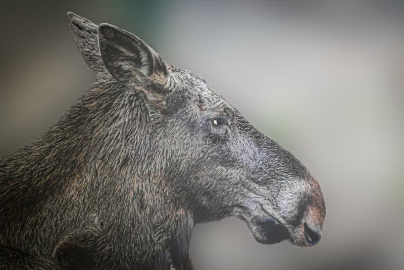 Closeup Portrait of a Moose Stock Image - Image of face, wildlife ...