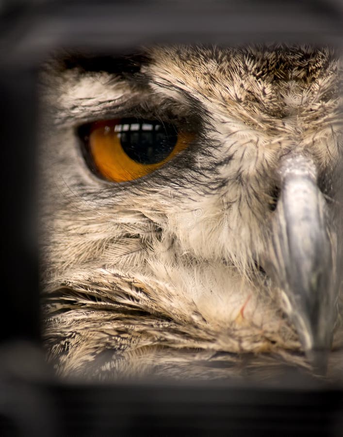 Closeup portrait of an owl stock photo. Image of mysterious - 70551794