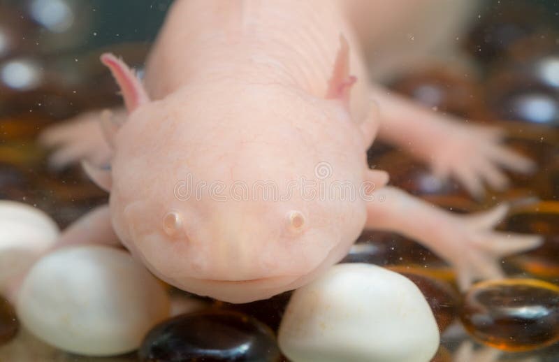 Pink Axolotl Also Known As Walking Fish Stock Image - Image of ...
