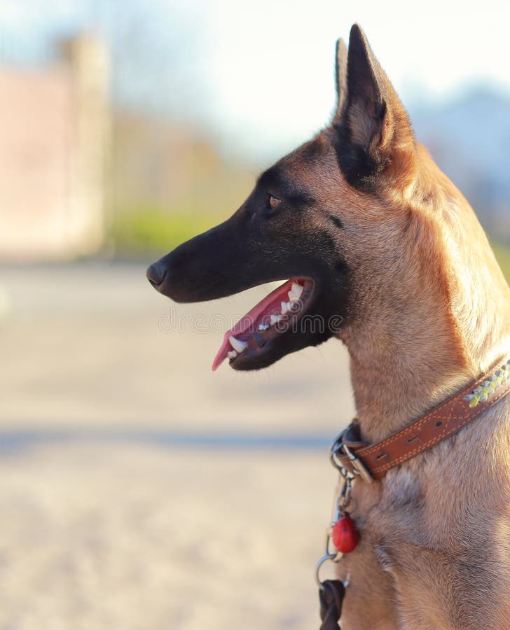 Shiloh Shepherd stock image. Image of canine, nature - 17408033