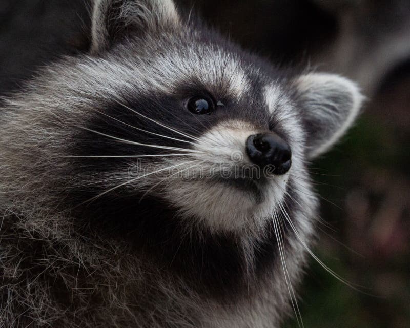 Closeup Portrait of a Raccoon Stock Image - Image of colorful, wildlife ...