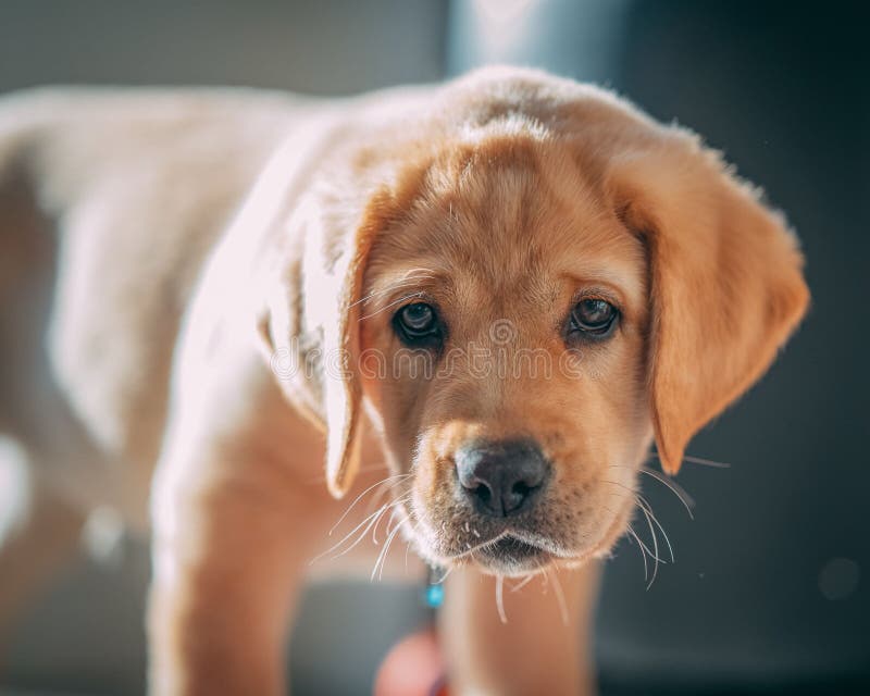 Closeup Portrait of a Sad Labrador Retriever Puppy Looking into the ...