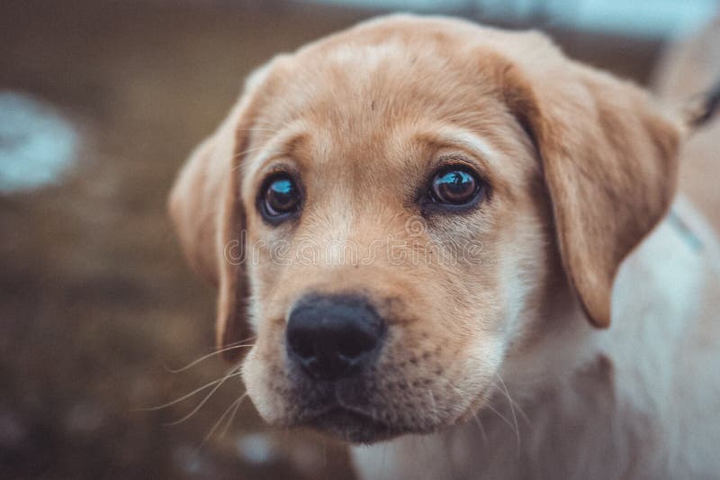 Closeup Portrait of a Sad Labrador Retriever Puppy Looking into the ...