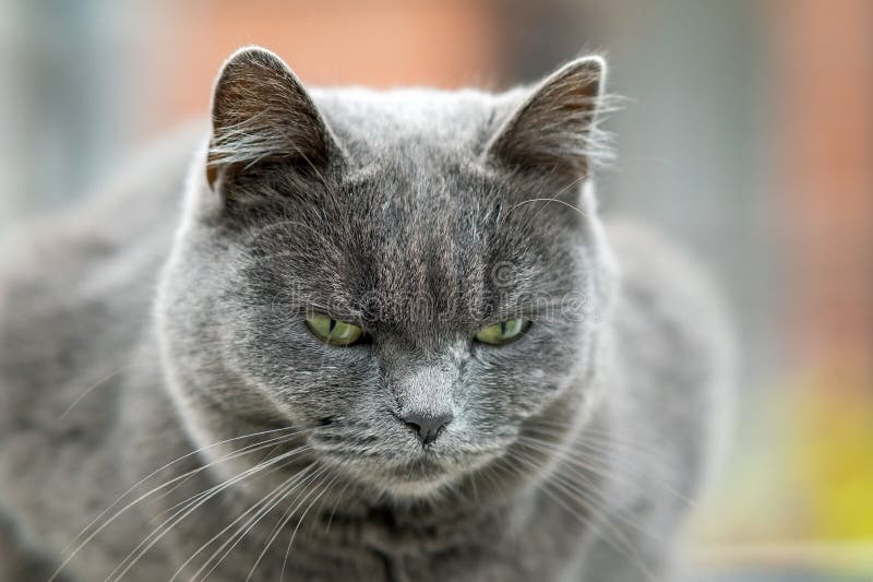 Closeup Portrait of Serious Grey Furry Cat Stock Photo - Image of ...