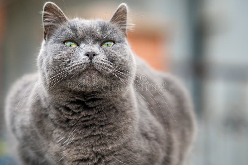 Closeup Portrait of Serious Grey Furry Cat Stock Photo - Image of cute ...