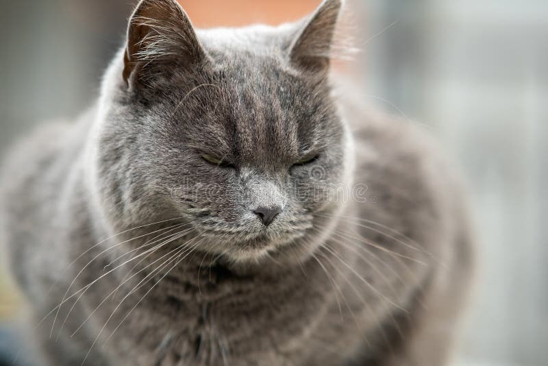 Closeup Portrait of Serious Grey Furry Cat Stock Photo - Image of ...