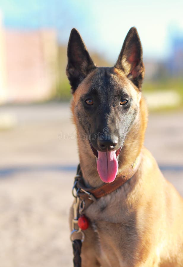 German shepard k9 police stock photo. Image of shepard - 11943454