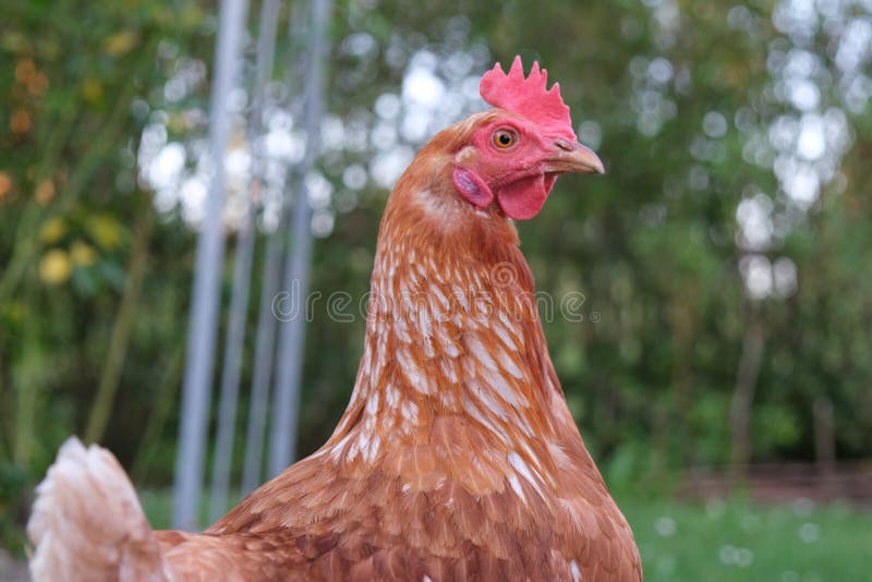 Closeup Portrait of a Single Cute Red-feather Hen in a Farmyard Stock ...