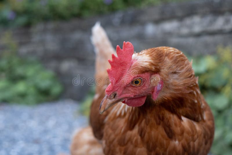 Closeup Portrait of a Single Cute Red-feather Hen in a Farmyard Stock ...