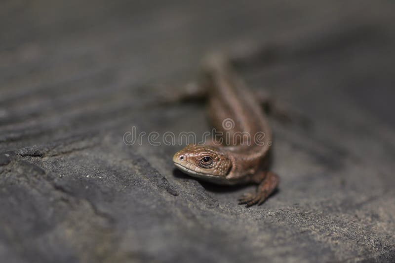 Small Lizard with Horizontal and Vertical Stripes Stock Image - Image ...