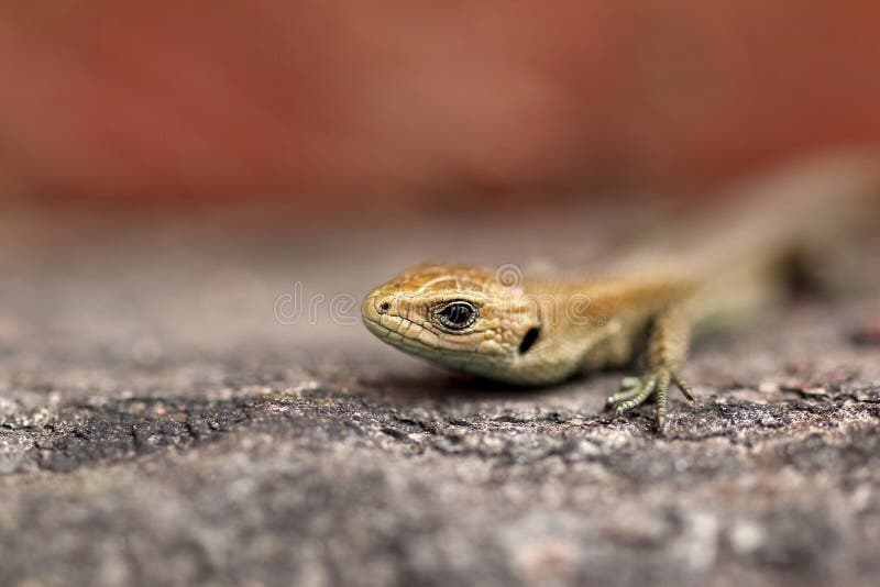 Closeup Portrait of a Small Lizard Stock Image - Image of water, summer ...