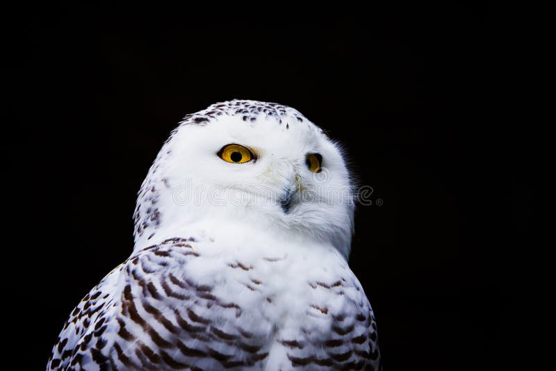Closeup portrait snowy owl stock image. Image of animal - 74094561
