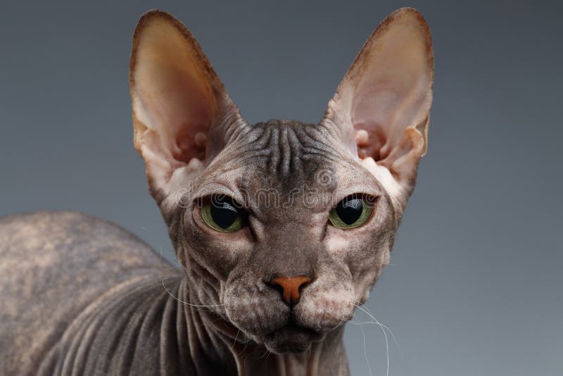 Closeup Portrait Sphynx Cat Looking Camera Dark Stock Photos - Free ...