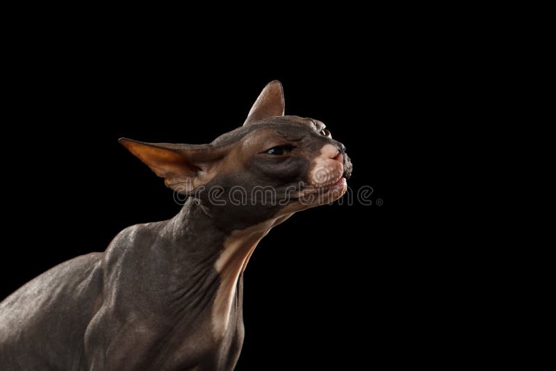 Closeup Portrait of Stretches Sphynx Cat Front View on Black Stock ...