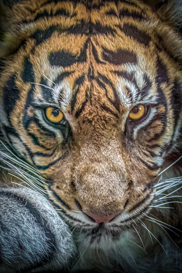 Closeup Portrait of a Striped Tiger with Bright Eyes Stock Photo ...