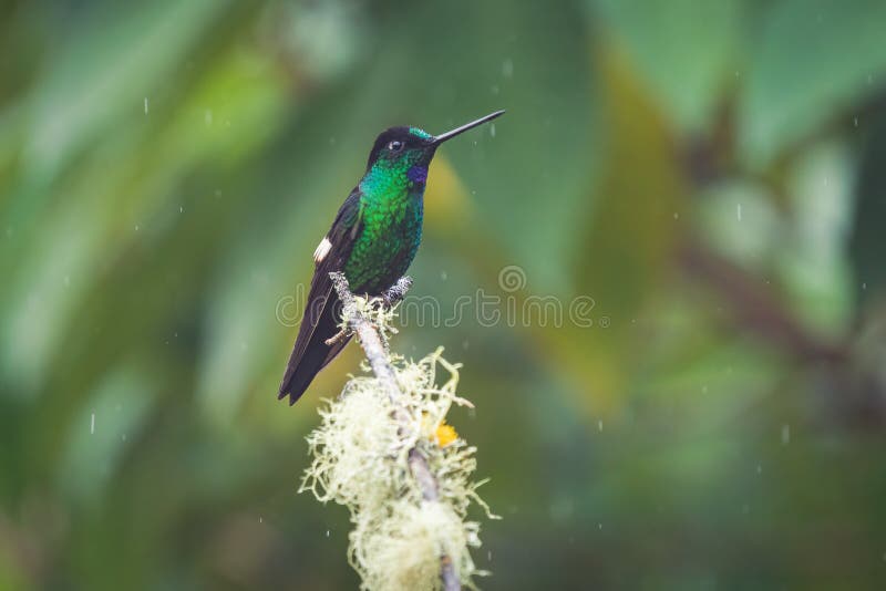 Closeup Portrait of a Tiny Hummingbird with Dark-colored Feathers ...