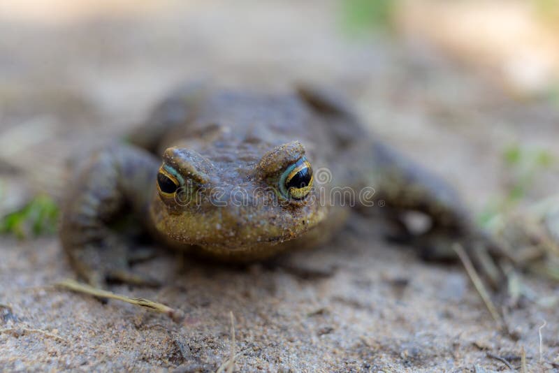 Closeup portrait of a toad stock photo. Image of amphibian - 181848352