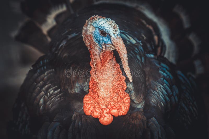 Closeup Portrait of a Turkey Stock Photo - Image of blue, closeup: 51579968