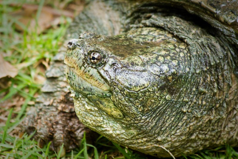 Closeup Portrait of Turtle S Face in the Jungle Stock Image - Image of ...