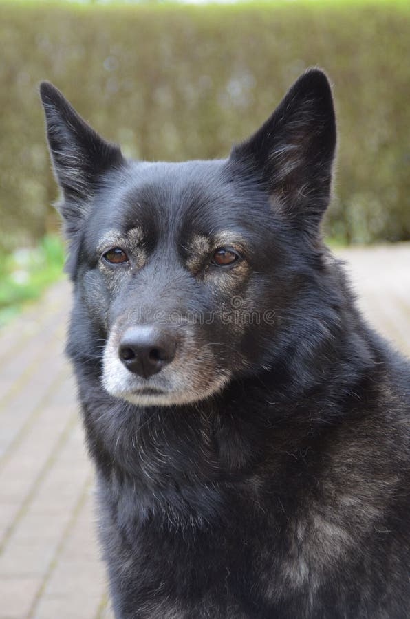 Closeup Portrait View of a Beautiful Schipperke Dog Stock Image - Image ...