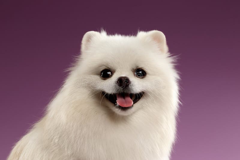 Closeup Portrait of White Spitz Dog on Colored Background Stock Photo ...