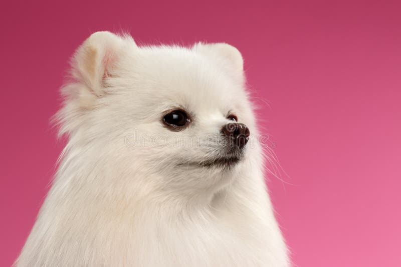 Closeup Portrait of White Spitz Dog on Colored Background Stock Photo ...