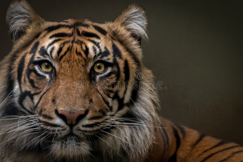 Closeup Portrait of a Wild Tiger Looking Forward with Open Eyes Stock ...