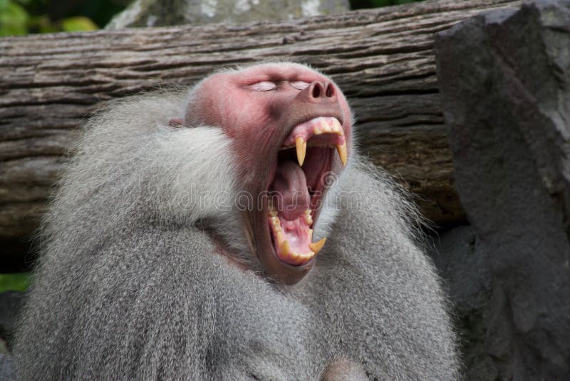 Closeup Portrait of Yawning Hamadryas Baboon Stock Photo - Image of ...